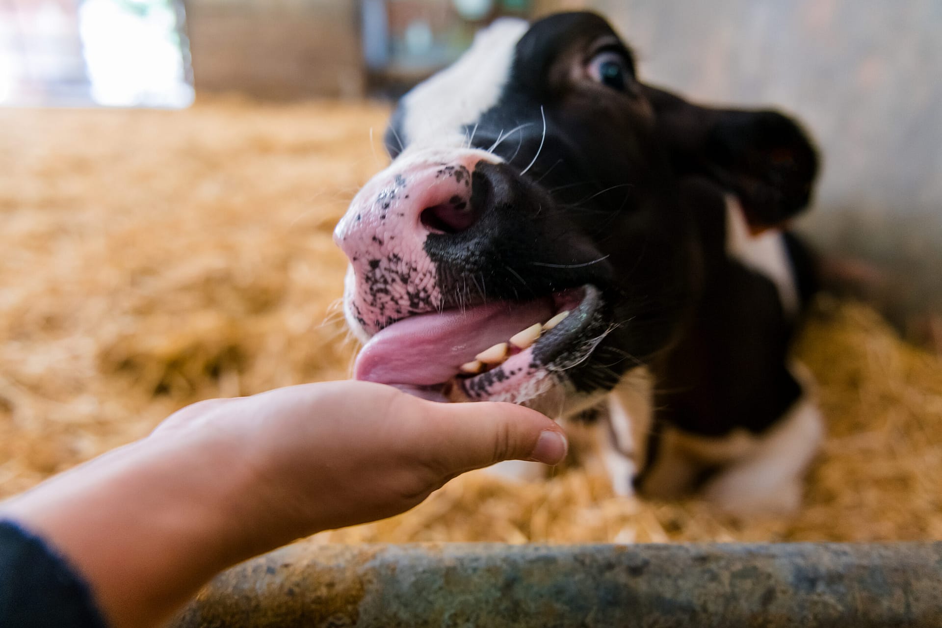 Smartbacteria - Why Your Animal Needs it - Priority IAC